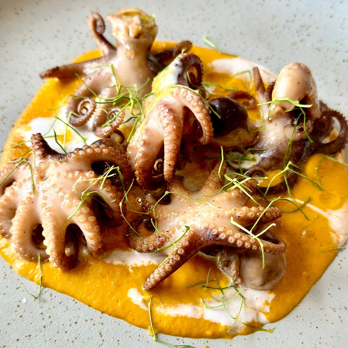 ALL YOU NEED TO KNOW ABOUT BABY OCTOPUS – Dish The Fish