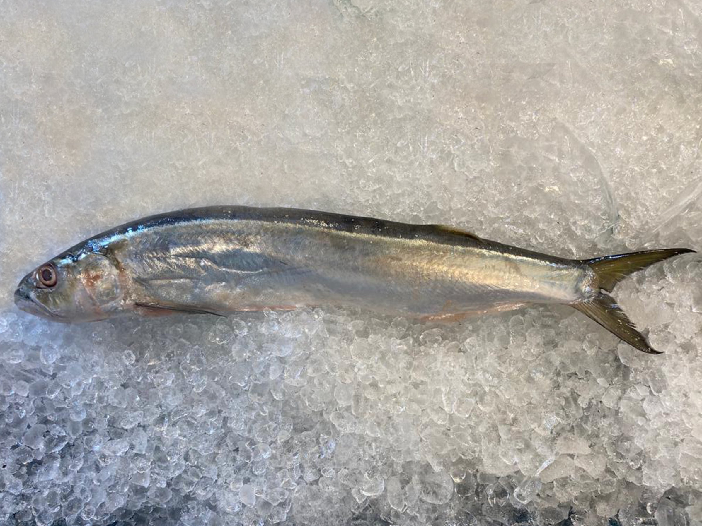 Wild Sustainable Wolf Herring (Sai Tou) 西刀鱼 (About 1.55 kg) – Dish The Fish