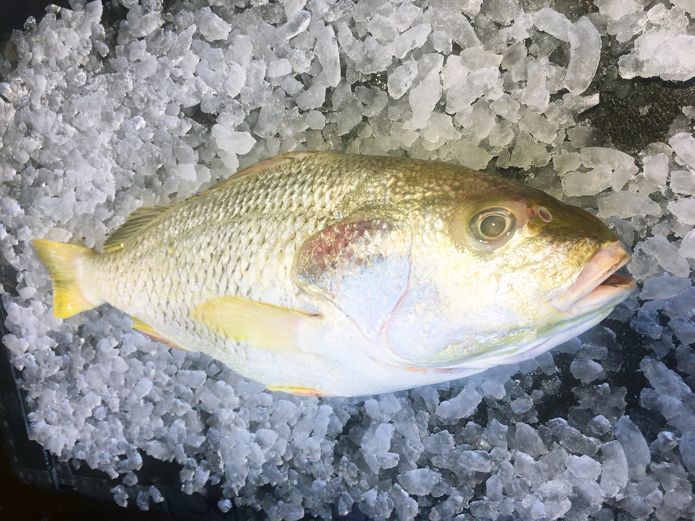 All Products – Dish The Fish