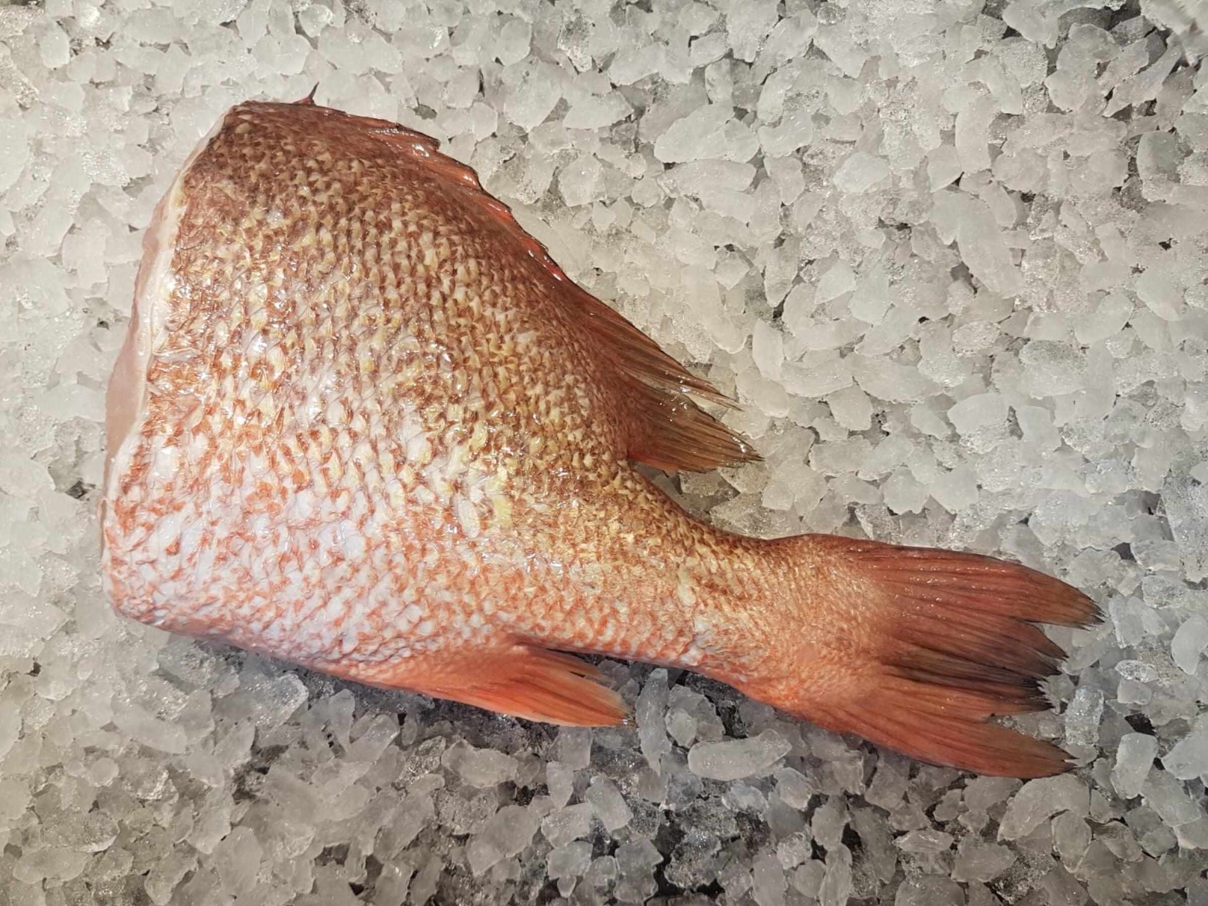 Red Snapper Tail (about 700g) – Dish The Fish
