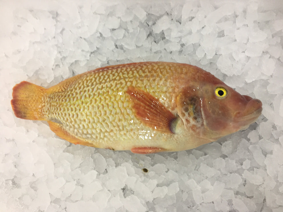 Blue Kurper Fish - about 900g – Dish The Fish