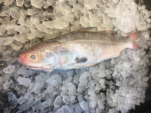 All Products – Page 2 – Dish The Fish