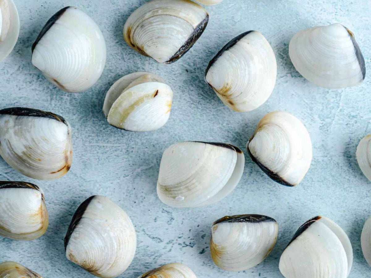 Wild Frozen White Clams/ La La – Dish The Fish