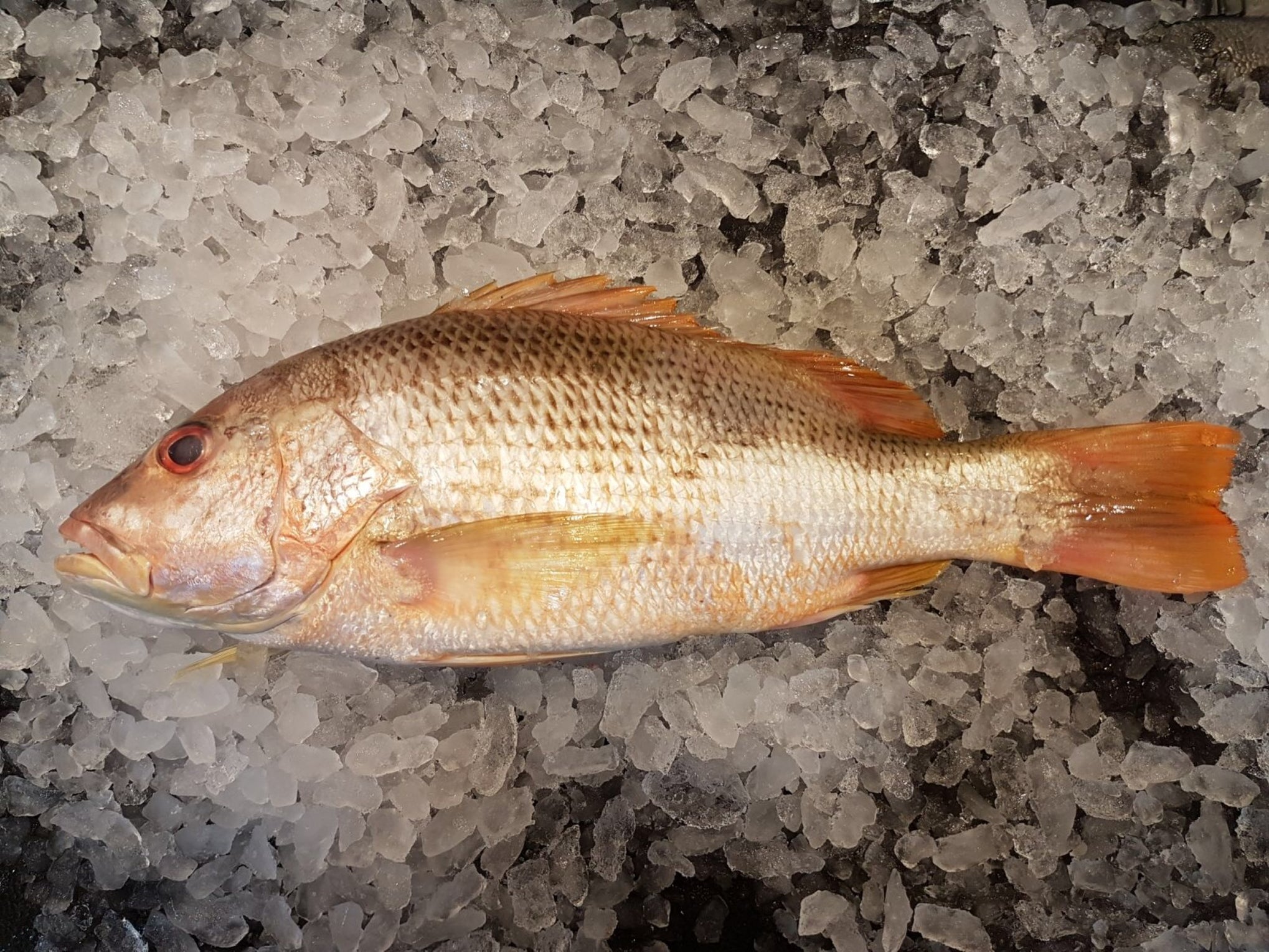 Wild Snapper – Dish The Fish
