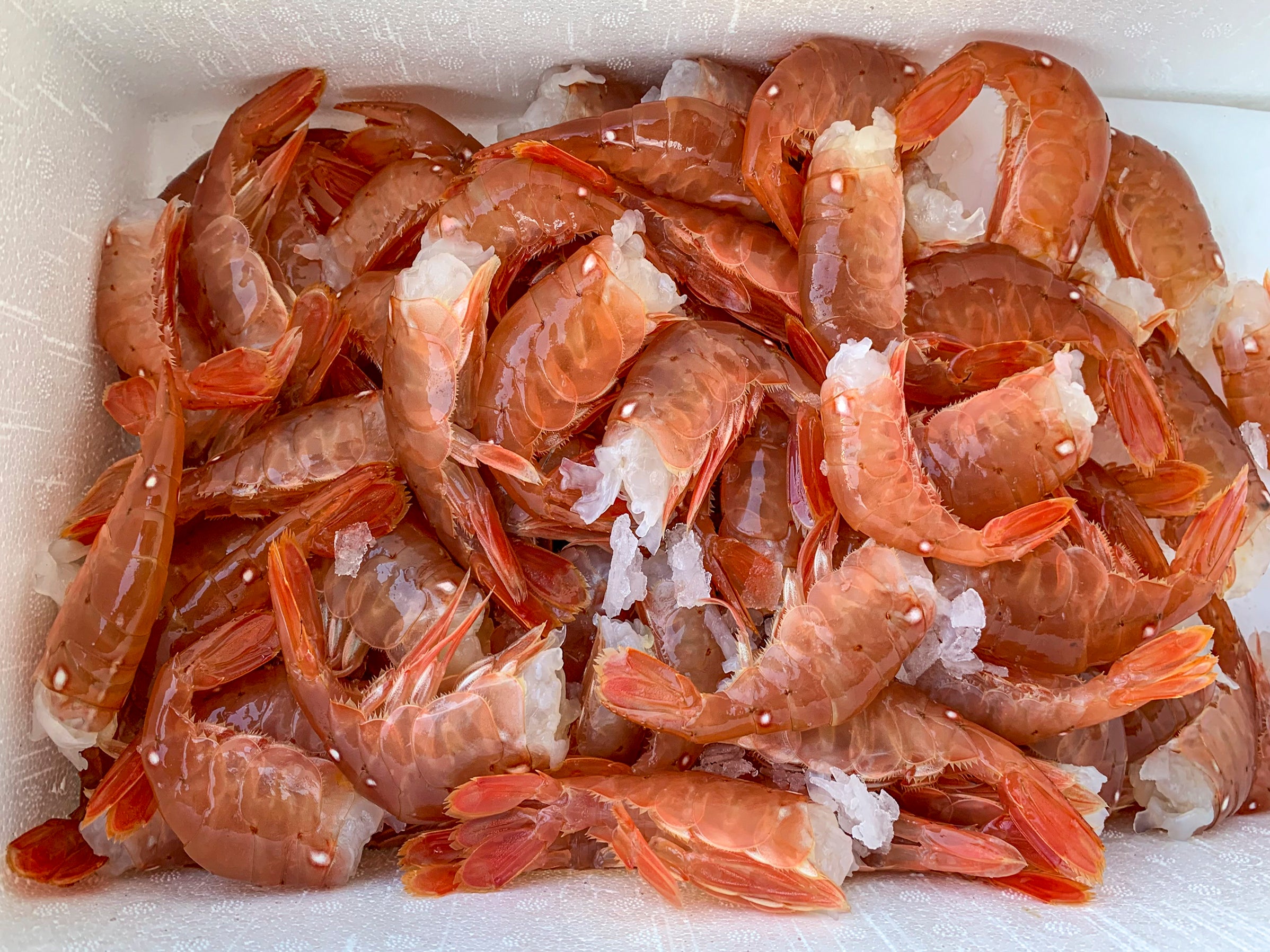 Wild Sustainable Spot Prawns/ Botan Ebi – Dish The Fish